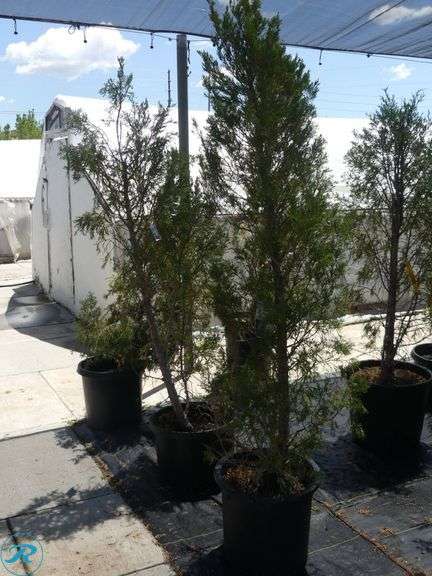 (18) Potted Junipers: Taylor, Skyrocket, and Blue Arrow - Roller Auctions