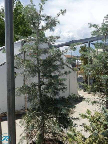 (8) Potted Abies Concolor Blue Cloak Trees - Roller Auctions