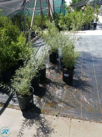 (9) Potted Willow Dwarf Blue Arctic Shrubs - Roller Auctions