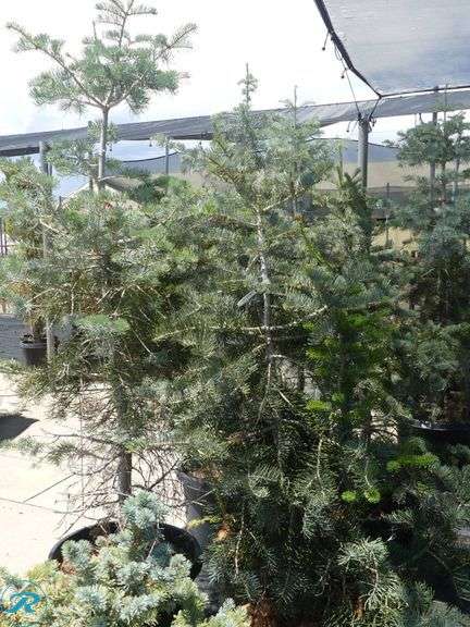 (8) Potted Abies Concolor Blue Cloak Trees - Roller Auctions