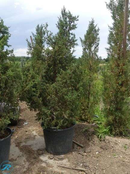 (18) Potted ‘Star Power’ Juniper and Columnar Blue Spruce Trees ...