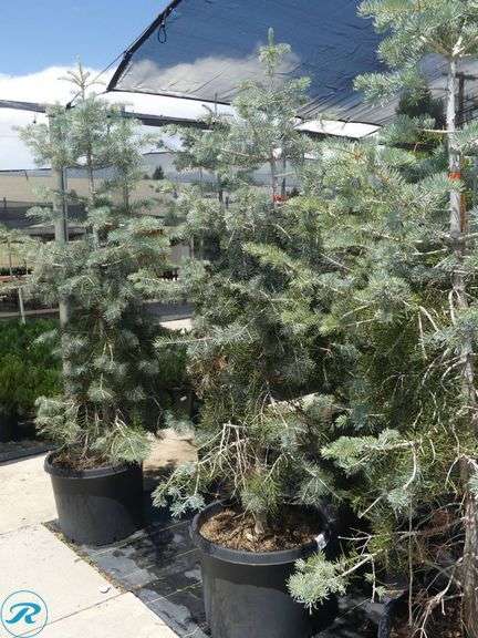 (8) Potted Abies Concolor Blue Cloak Trees - Roller Auctions