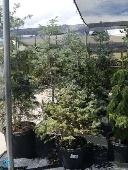 (8) Potted Abies Concolor Blue Cloak Trees - Roller Auctions