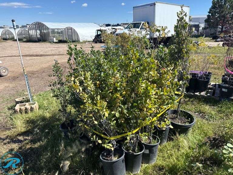 (16) Rhamnus Frangula ‘Columnaris’ (Columnar Buckthorn) Potted Trees ...