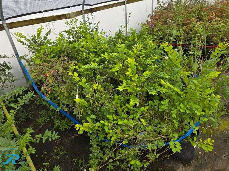 (22) Potted Plants Including Althaea ‘Aphrodite’ and Golden Vicary ...