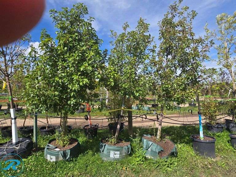 (3) Pear Autumn Blaze #45 Potted Trees - Roller Auctions