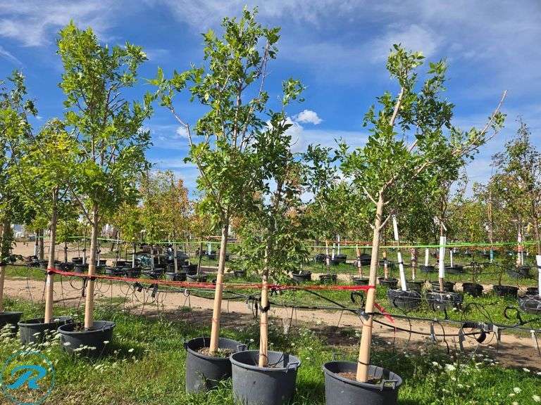 (5) Ash Summit Potted Trees - Roller Auctions