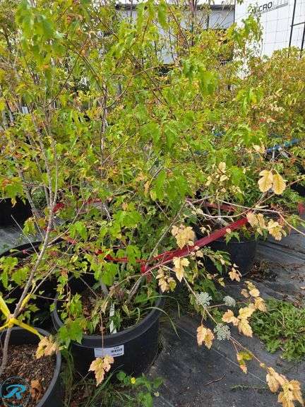 (6) Maple Amur Ginnala #7 Potted Trees - Roller Auctions