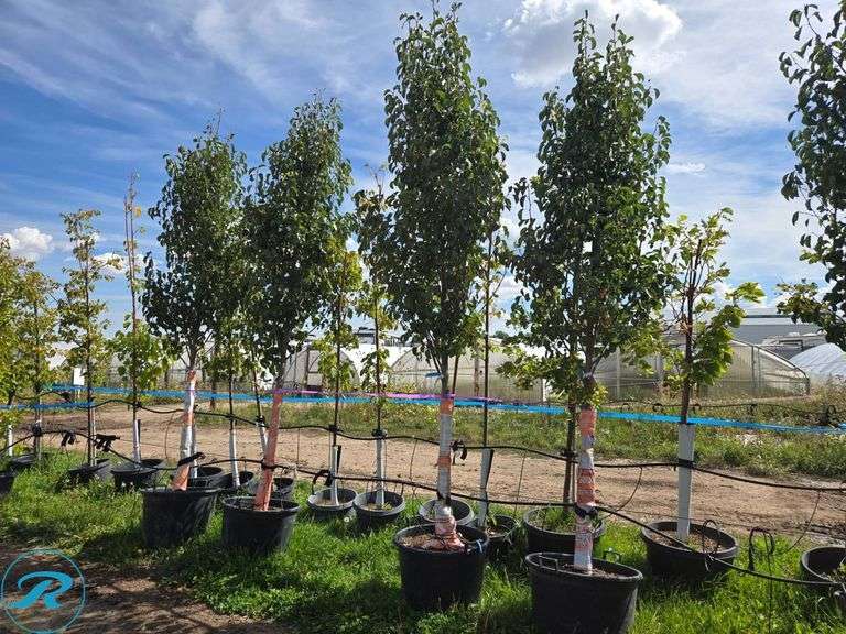 (4) Pear Chanticleer #30 Potted Trees - Roller Auctions