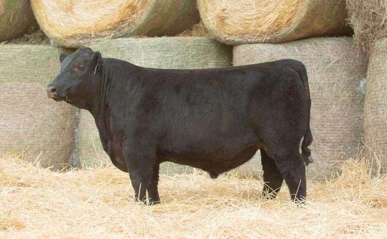 Can Am Plus One 201 - Salering.live