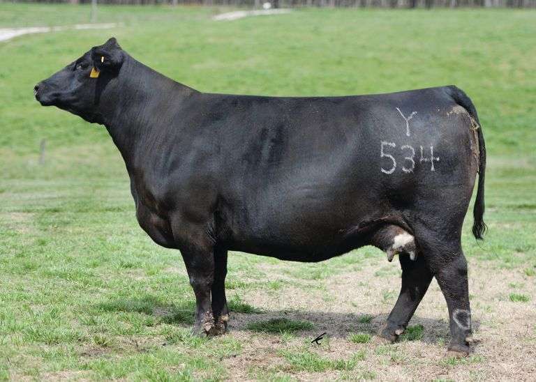 5 Conventional Embryos - Salering.live