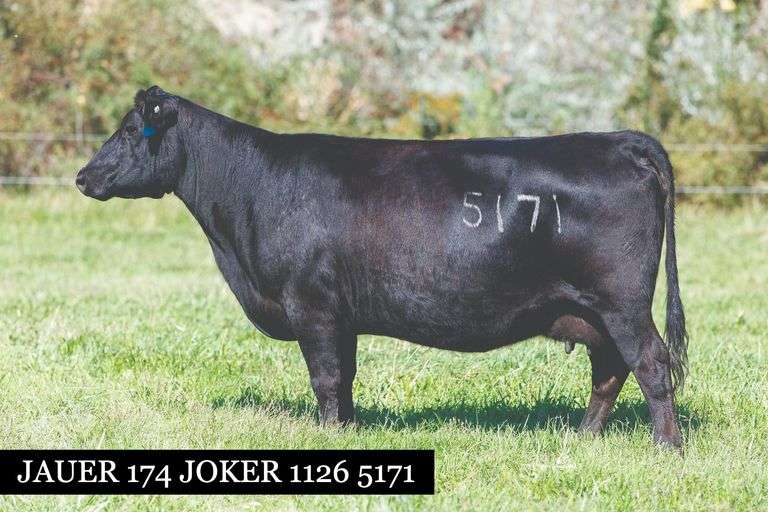Jauer 174 Joker 1126 5171 x Bar-E-L Natural Law 52Y Embryos - Salering.live