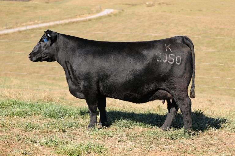 B&B Blackbird Progress 2050 x Ellingson Prosper Embryos - Salering.live