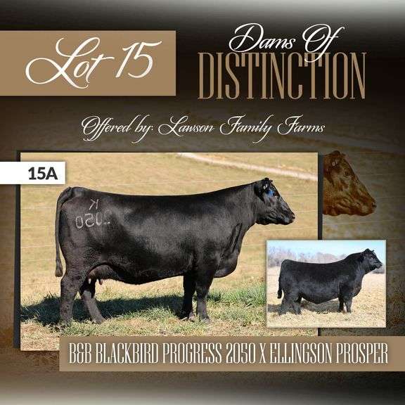 B&B Blackbird Progress 2050 x Ellingson Prosper Embryos - Salering.live