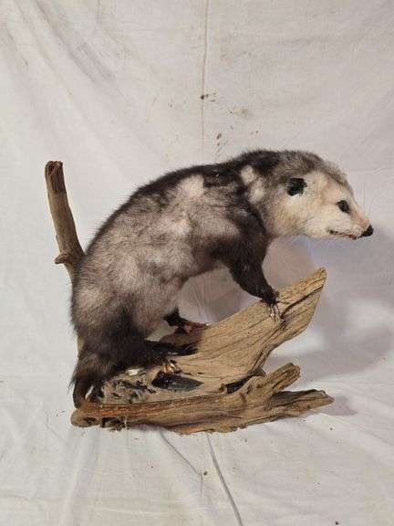 Possum mount with log - Schmid Auction