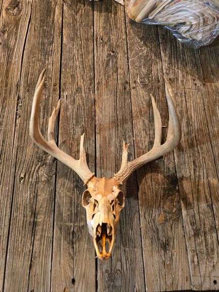 Deer skull mount - Schmid Auction
