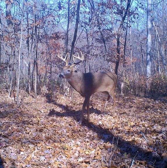 Hunting Land Southern IL with newer Manufactured Home (Ideal Getaway ...