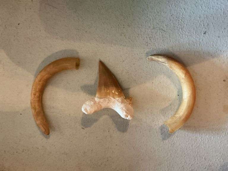 Prehistoric tooth and horn - SCHULTIS & SON, INC.