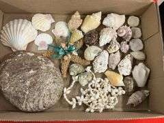 Decorative shells - SCHULTIS & SON, INC.