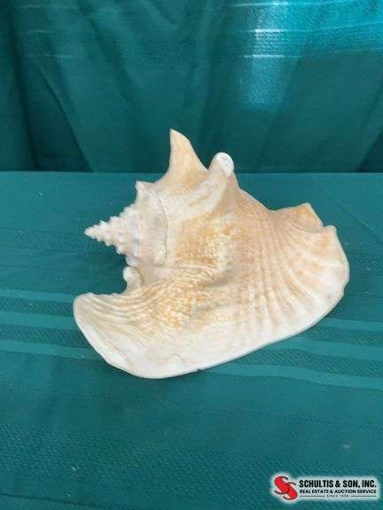 beautiful pink conch sea shell - SCHULTIS & SON, INC.
