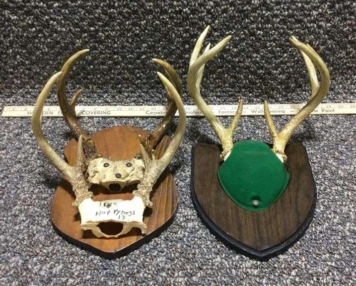 Deer Mounts - Sherwood Auctions