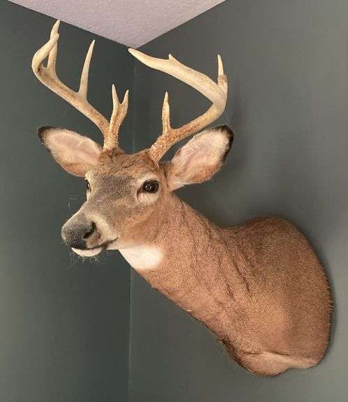 Whitetail Deer Shoulder Mount 11 Point Buck - Sherwood Auctions
