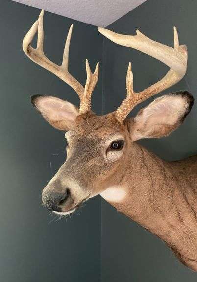 Whitetail Deer Shoulder Mount 11 Point Buck - Sherwood Auctions