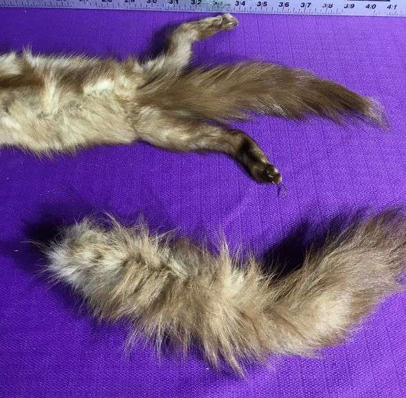 Tanned Mink W/ Extra Tail - Sherwood Auctions