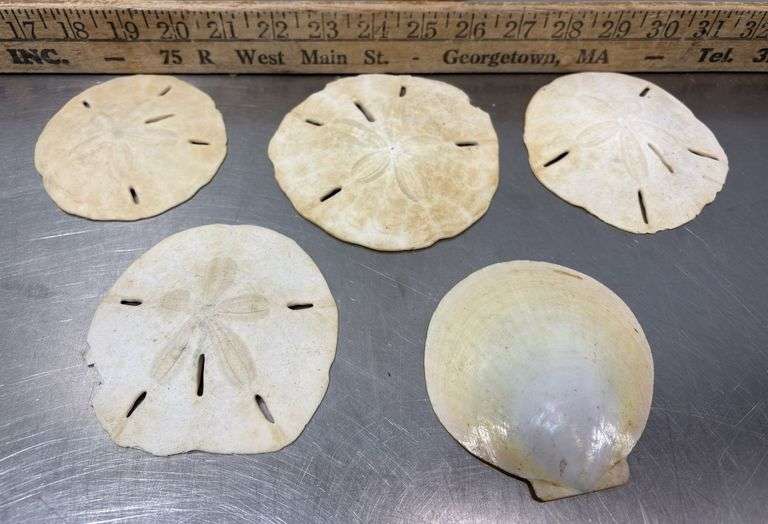 Unopened Sand Dollars & Shell - Sherwood Auctions