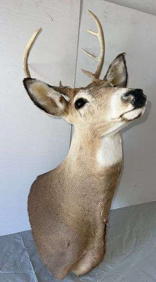 Ohio Whitetail 8-Point Buck Shoulder Mount - Sherwood Auctions