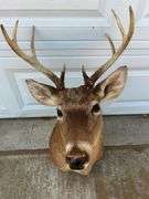 Eight Point Whitetail Deer Shoulder Mount - Sherwood Auctions