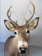 Ohio Whitetail 8-Point Buck Shoulder Mount - Sherwood Auctions