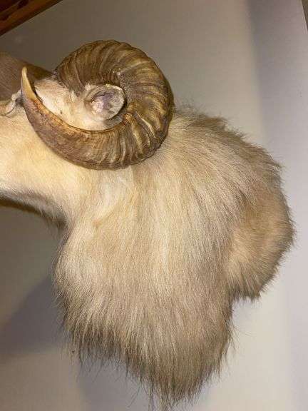 Dall Sheep Ram Mount - Sherwood Auctions