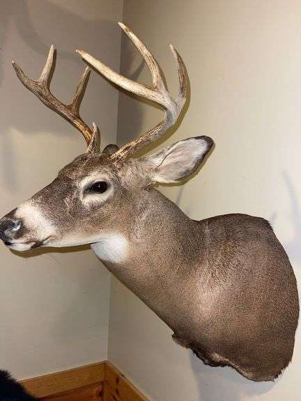 Six Point Whitetail Deer Shoulder Mount - Sherwood Auctions