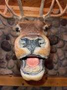 Large 10 Point Elk Shoulder Mount- 4’ from nose to shoulder - Sherwood ...