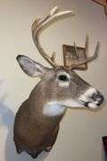 Six Point Whitetail Deer Shoulder Mount - Sherwood Auctions