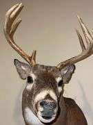 Six Point Whitetail Deer Shoulder Mount - Sherwood Auctions