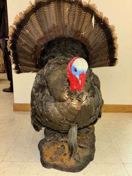 Full Body Taxidermist Turkey - Sherwood Auctions