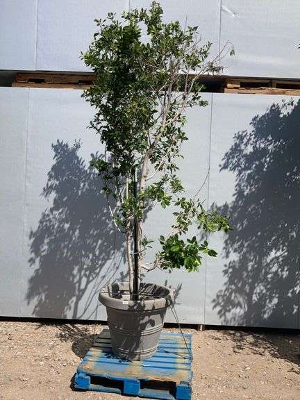 Swamp Maire tree. - Sierra Auction Management Inc