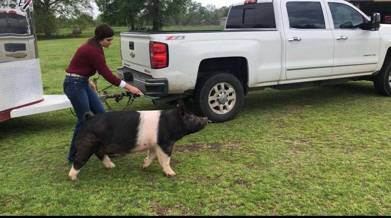 Brooke Elkins Franklin FFA - StockShowAuctions.com