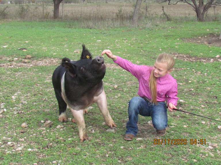 Kylie Kramer Nueces Canyon FFA - StockShowAuctions.com