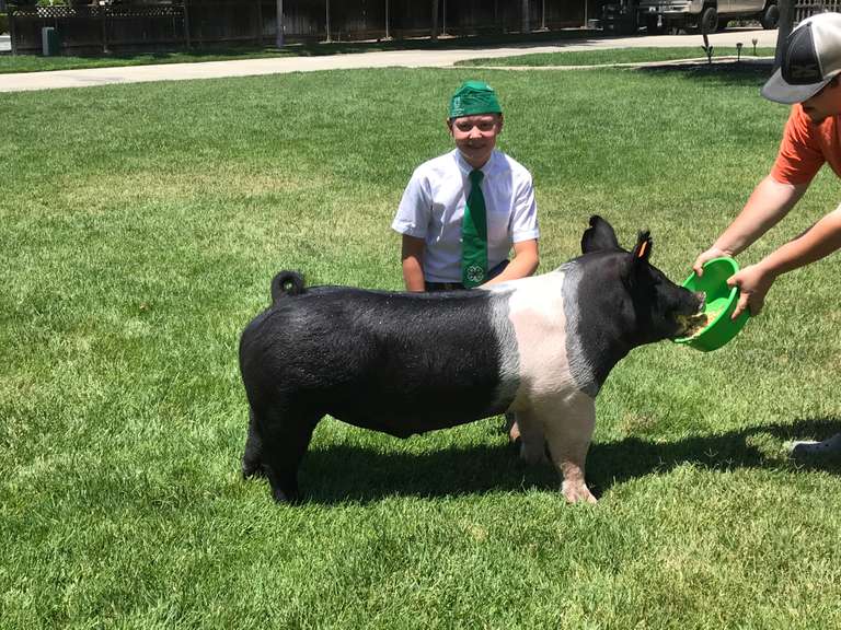 Riley Jeppesen McSwain 4-H - StockShowAuctions.com