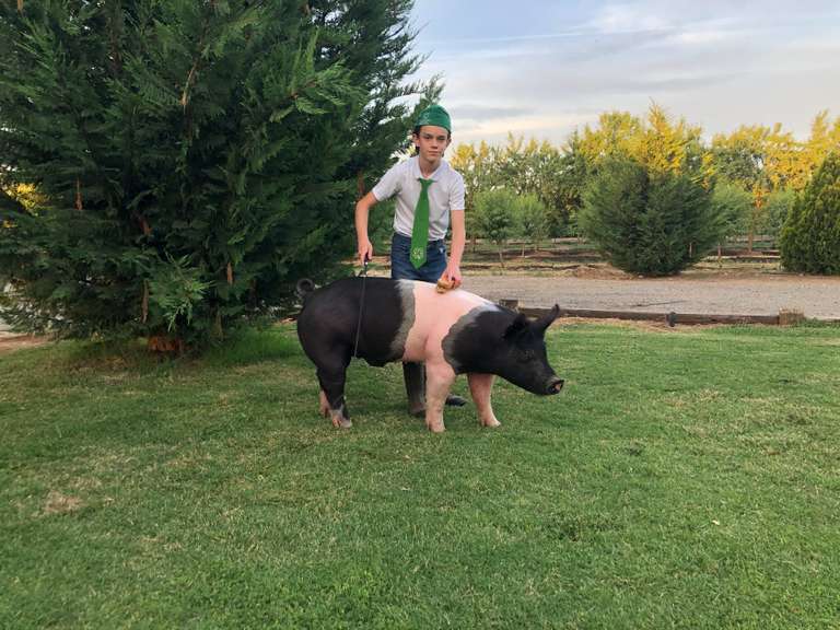 Titus Porter Le Grand 4-H - StockShowAuctions.com