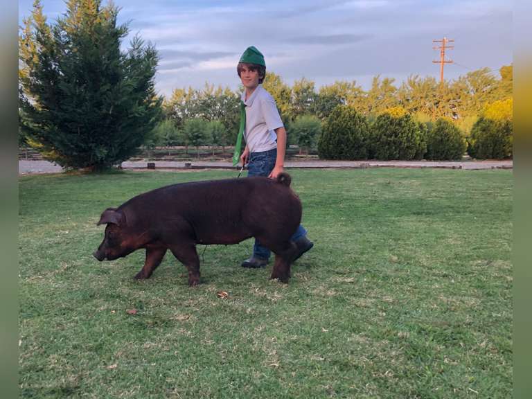 Blake Porter Le Grand 4-H - StockShowAuctions.com