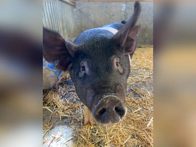 Shay Cunningham Ripon FFA - StockShowAuctions.com