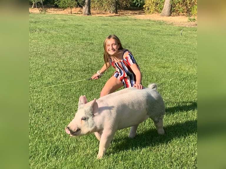 Ellie Mathews Alpine Victor - StockShowAuctions.com