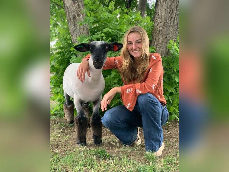 Aubrey Winstead Rocky Mountain 4H Club - StockShowAuctions.com