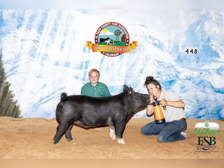 Connor McCoy Winner's Edge - StockShowAuctions.com