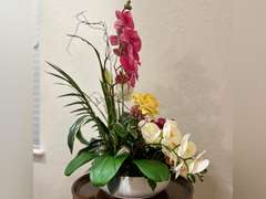 Victoria Veronica Moreno Cypress Falls FFA Tropical Permanent ...