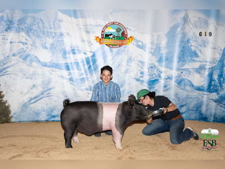 Martin Baca Angel Fire 4-H - StockShowAuctions.com
